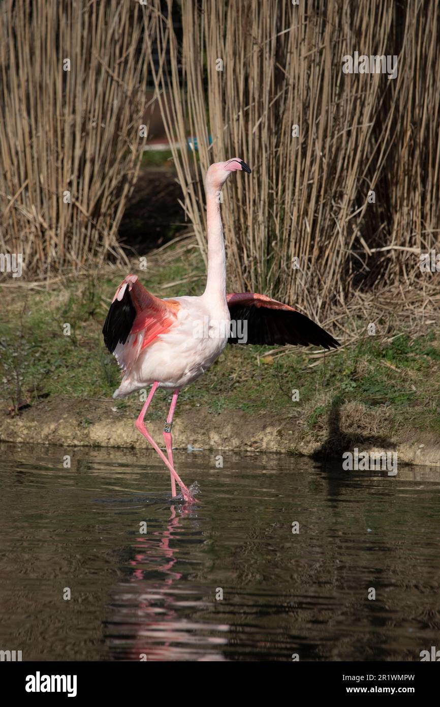 Greater Flamingo in captivity, Norfolk, United Kingdom. The greater ...