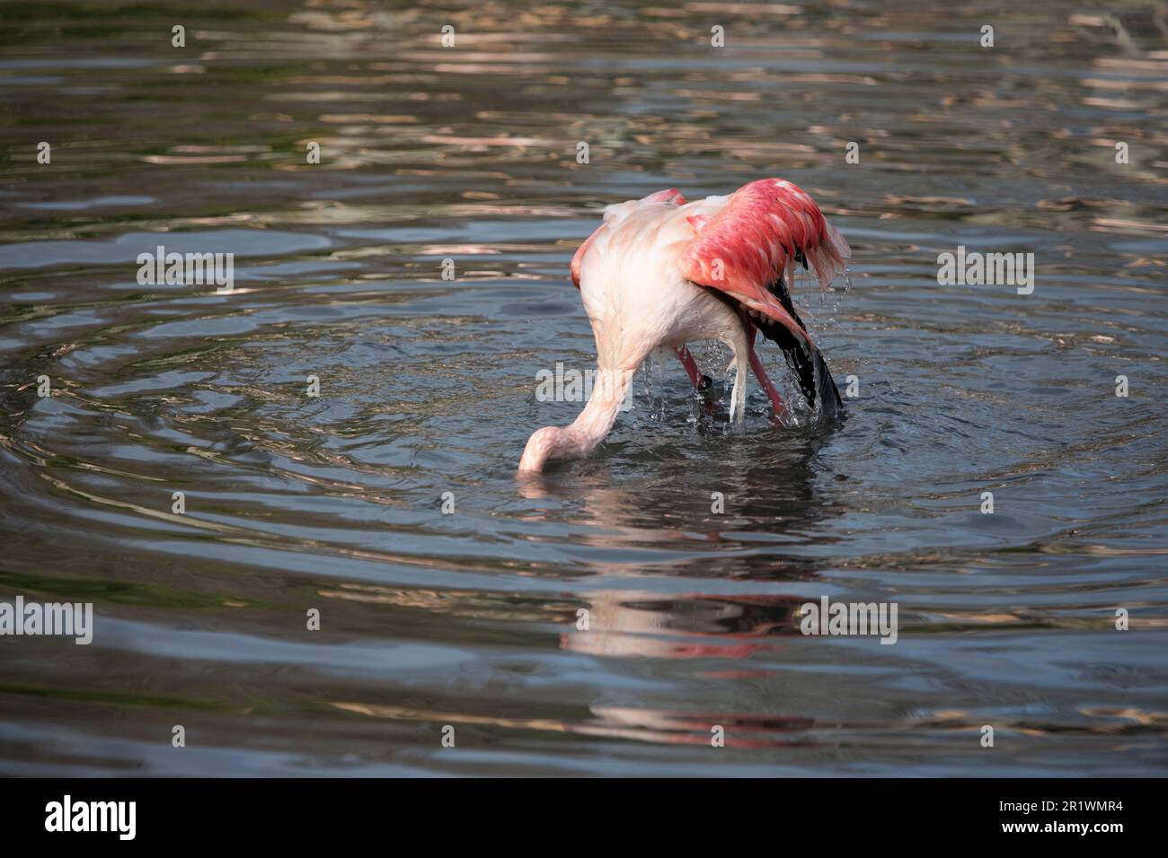 Greater Flamingo in captivity, Norfolk, United Kingdom. The greater ...