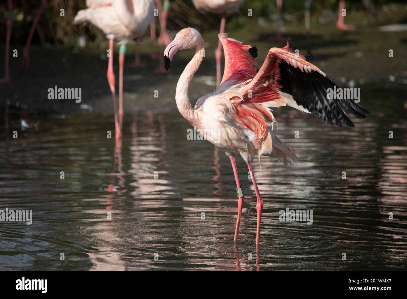 Greater Flamingos in captivity, Norfolk, United Kingdom. The greater ...
