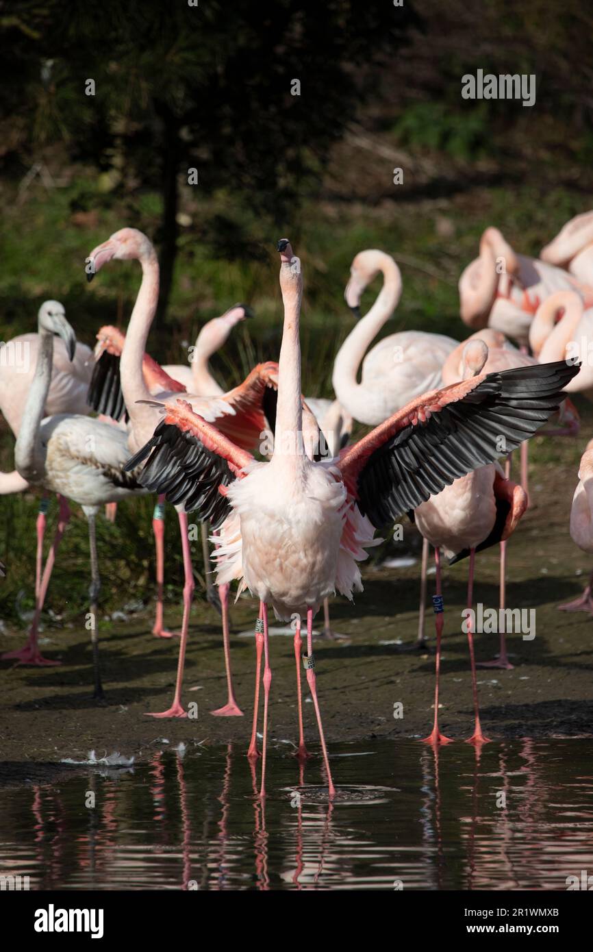 Greater Flamingos in captivity, Norfolk, United Kingdom. The greater ...