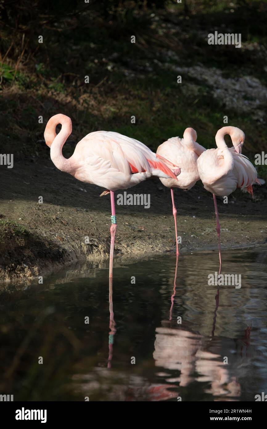 Greater Flamingos in captivity, Norfolk, United Kingdom. The greater ...