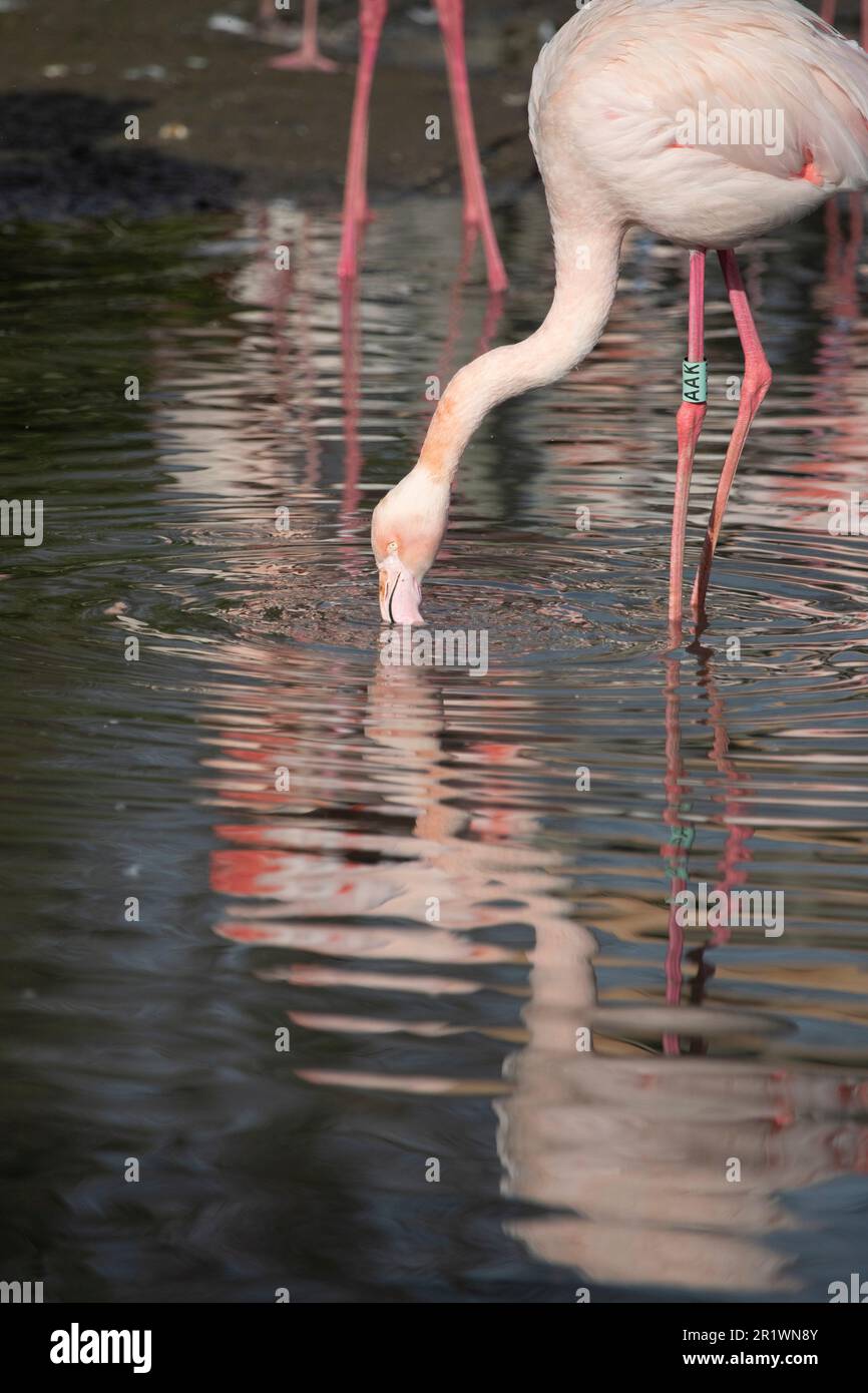 Greater Flamingos in captivity, Norfolk, United Kingdom. The greater ...