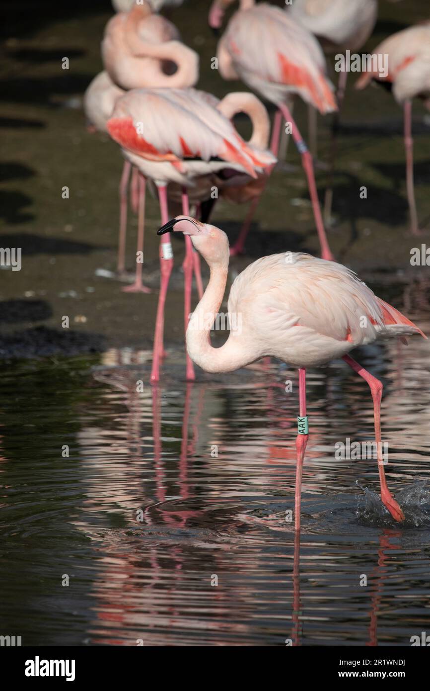 Greater Flamingos in captivity, Norfolk, United Kingdom. The greater ...