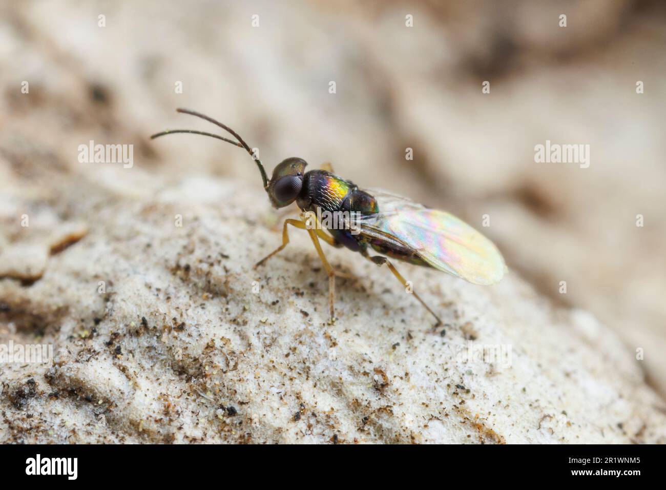 Encyrtidae hi-res stock photography and images - Alamy