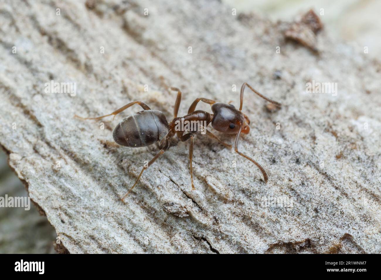 Velvety tree ant hi-res stock photography and images - Alamy