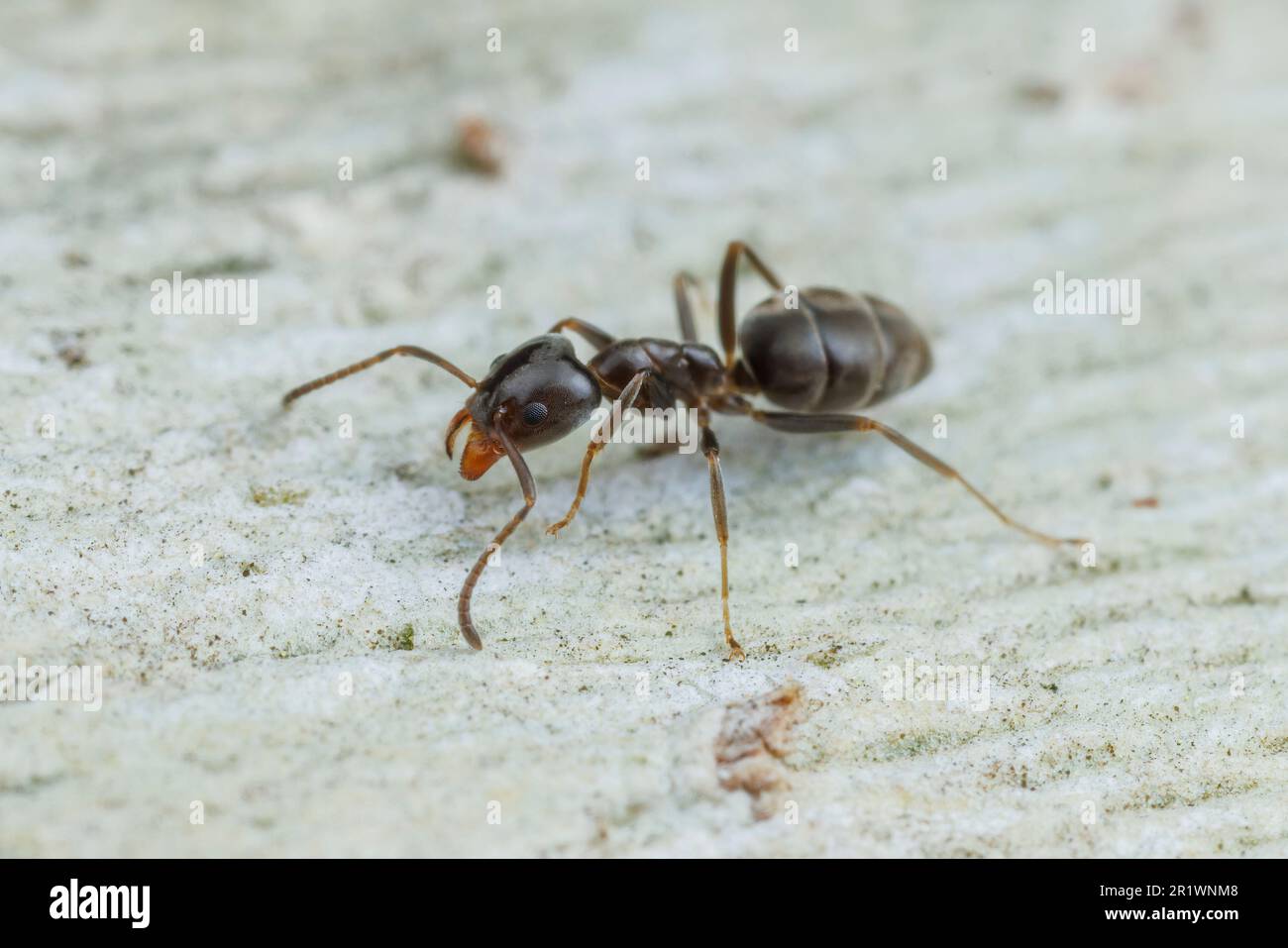 Velvety tree ant hi-res stock photography and images - Alamy