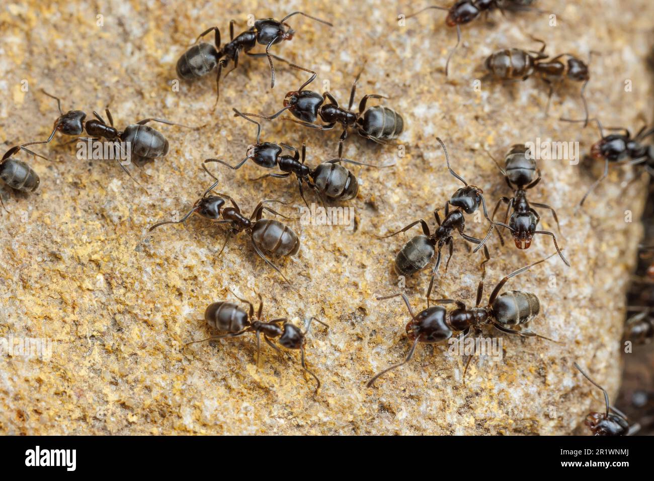 Velvety tree ant hi-res stock photography and images - Alamy
