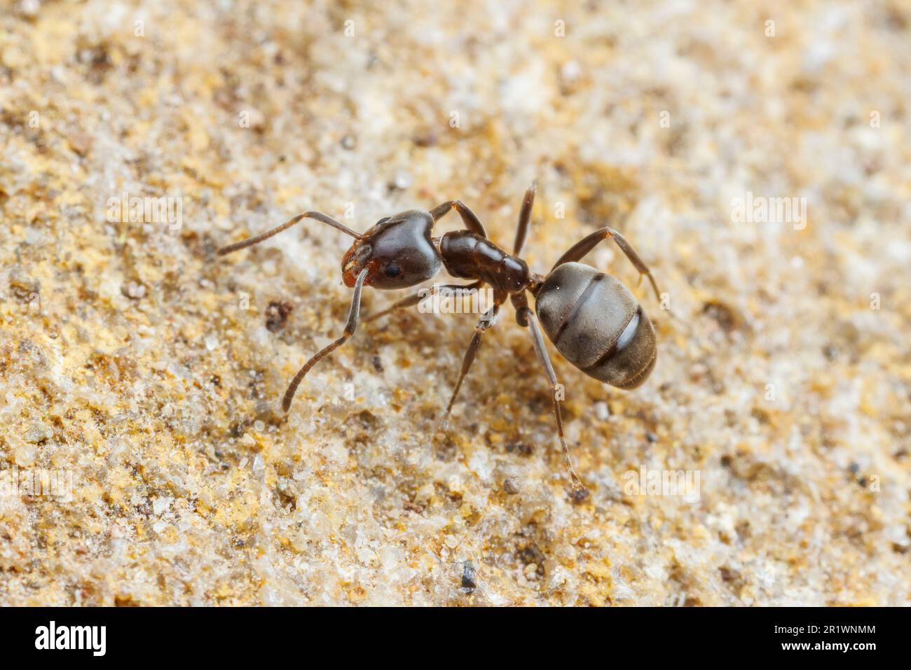 Velvety Tree Ant (Liometopum luctuosum Stock Photo - Alamy