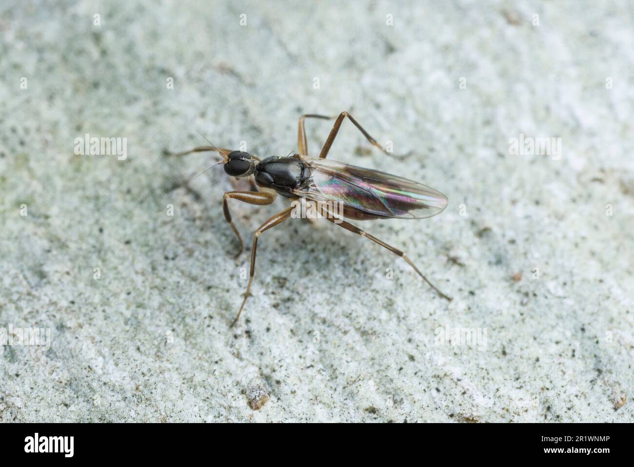 Dance fly insect hi-res stock photography and images - Alamy