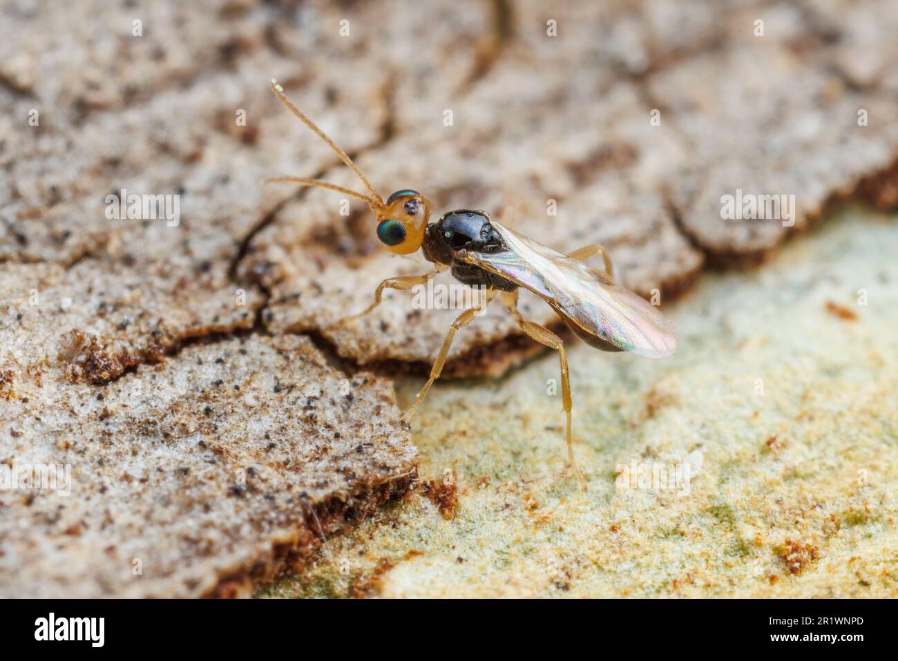 Braconid Wasp (Braconidae Stock Photo - Alamy