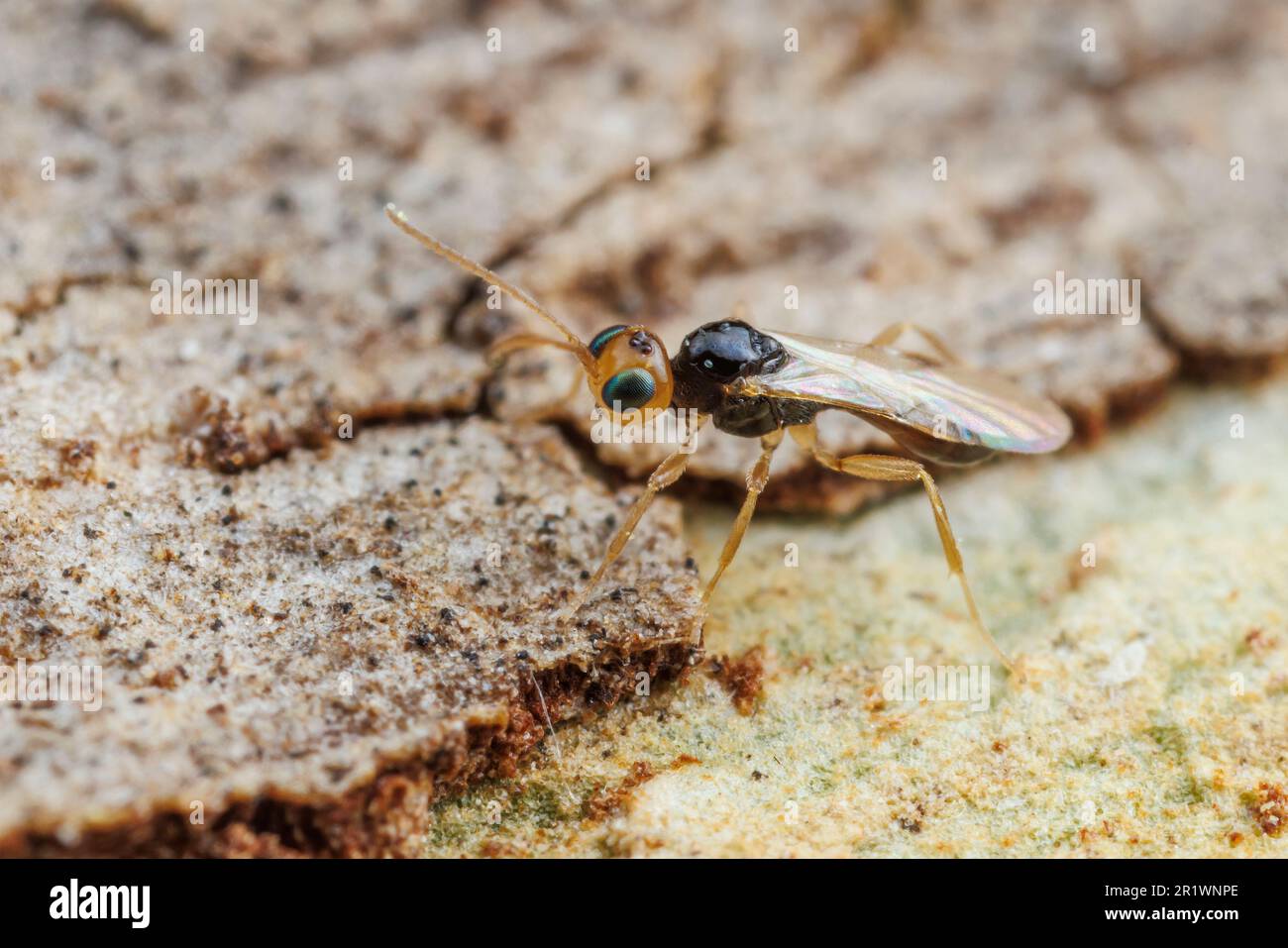 Braconid Wasp (Braconidae Stock Photo - Alamy
