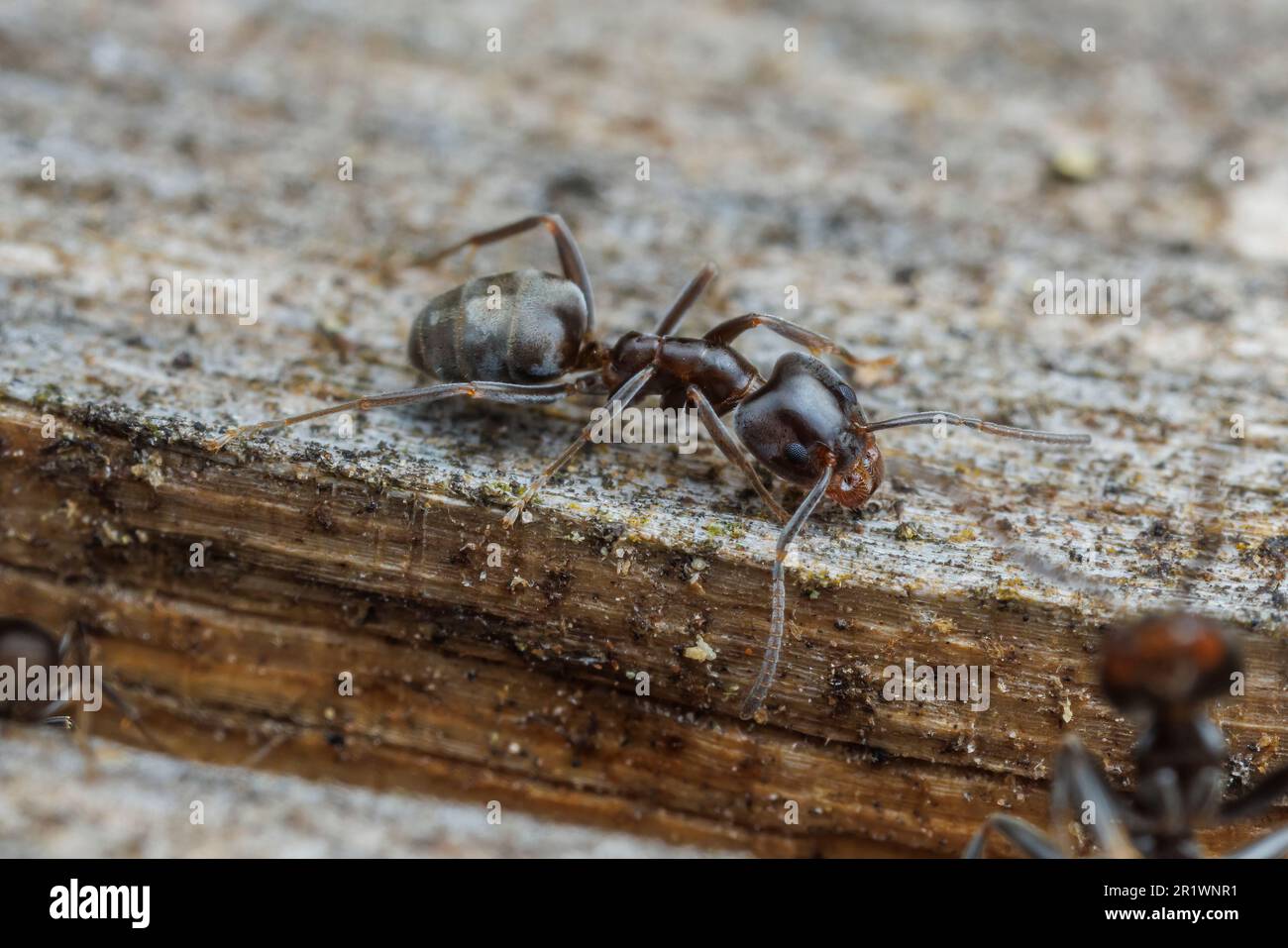 Velvety Tree Ant (Liometopum luctuosum Stock Photo - Alamy