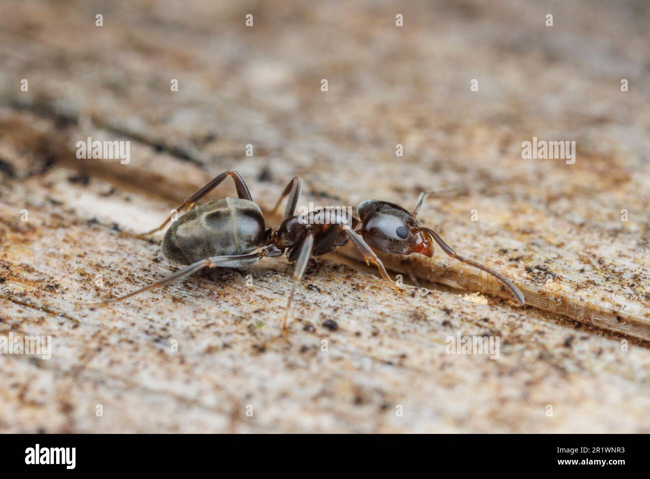 Velvety Tree Ant (Liometopum luctuosum Stock Photo - Alamy