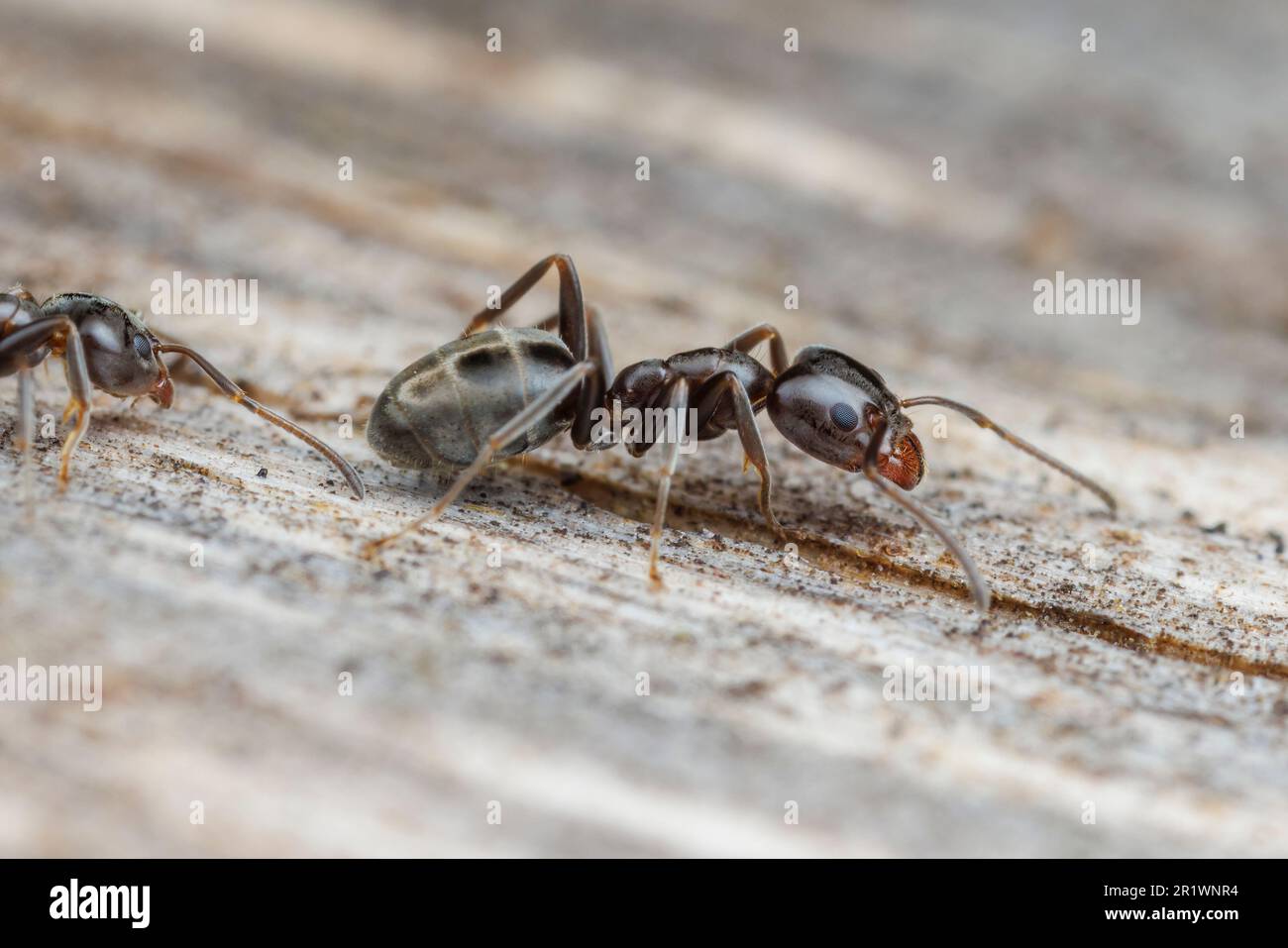 Velvety tree ant hi-res stock photography and images - Alamy