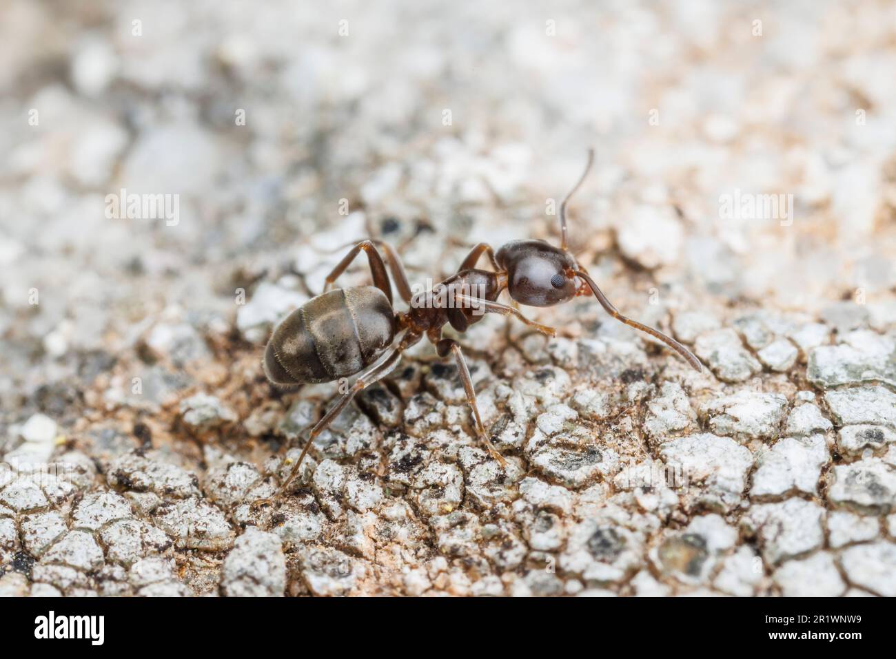 Velvety tree ant hi-res stock photography and images - Alamy
