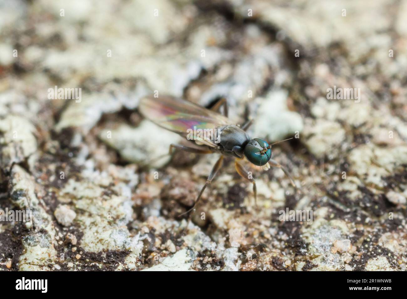 Bug dance hi-res stock photography and images - Alamy