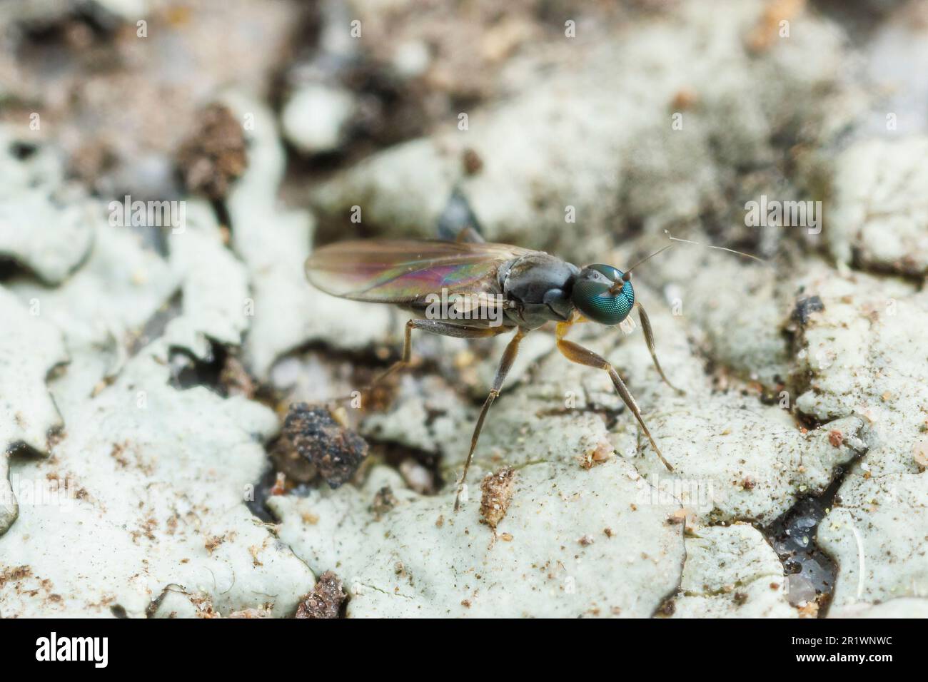 Hybotidae sp hi-res stock photography and images - Alamy