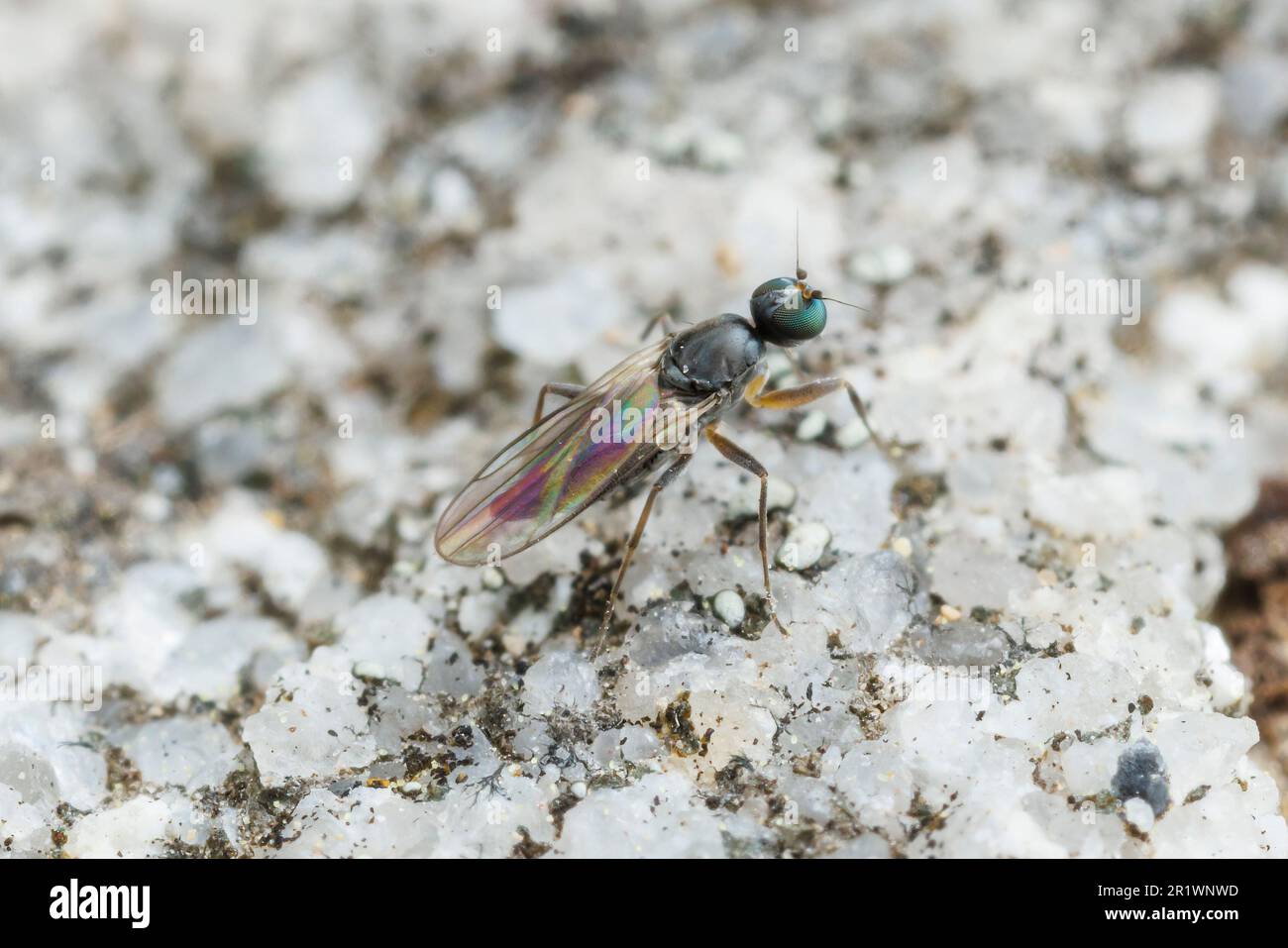 Dance fly insect hi-res stock photography and images - Alamy