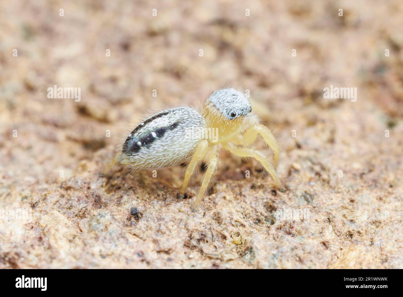 Jumping Spider (Phidippus pius) - Juvenile Stock Photo - Alamy