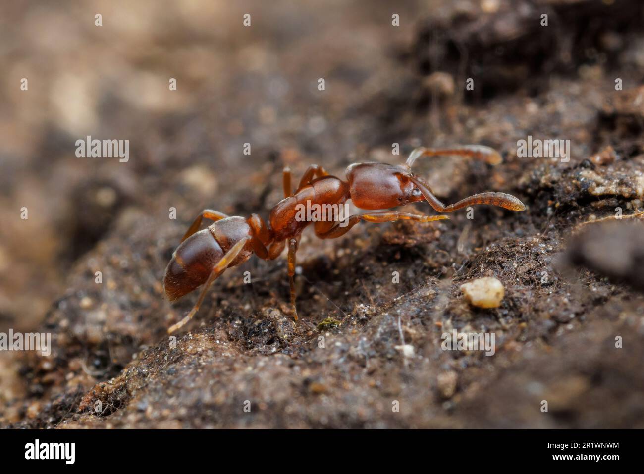 Common Crypt Ant (Hypoponera opacior Stock Photo - Alamy