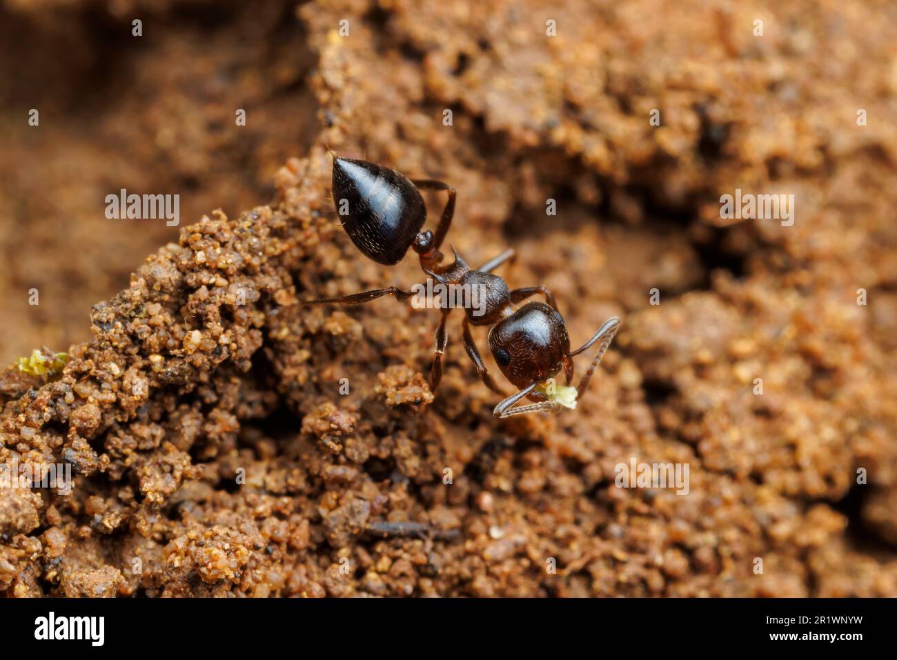 Crematogaster sp hi-res stock photography and images - Alamy