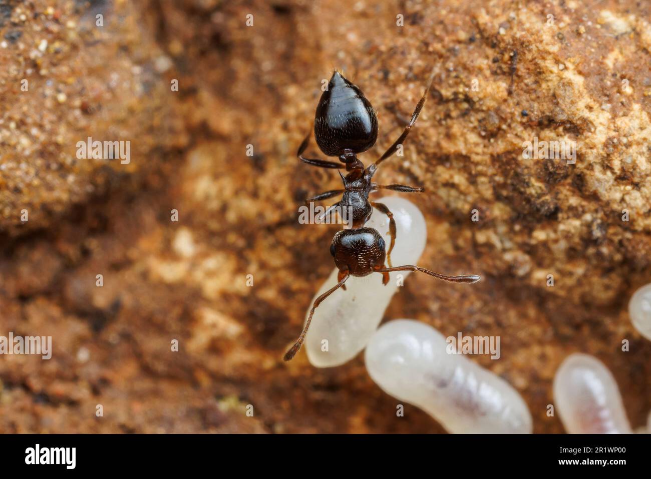 An Acrobat Ant (Crematogaster sp.) worker relocates larvae in its nest ...