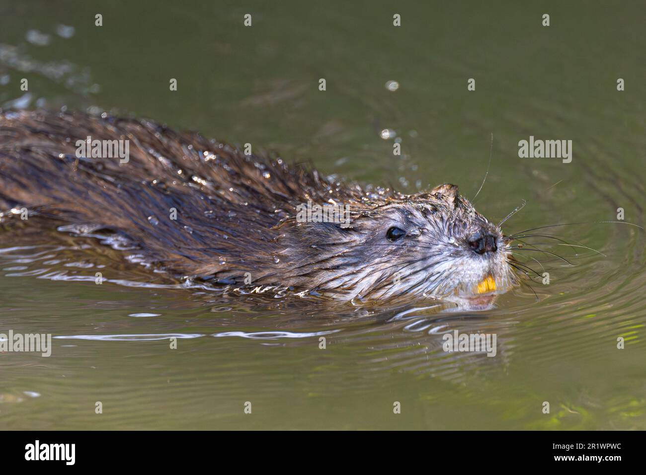 Muskrat (Ondatra zibethicus) Swimming in a River Stock Photo - Alamy