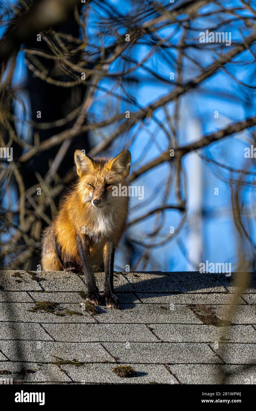 Fox on roof hi-res stock photography and images - Alamy