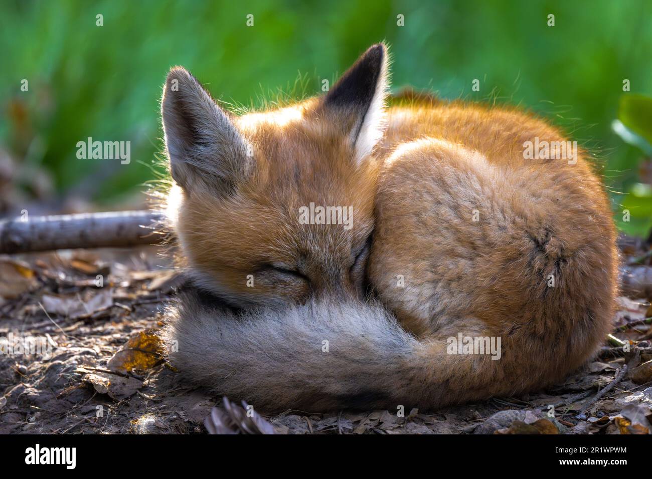 Red Fox Baby Sleeping
