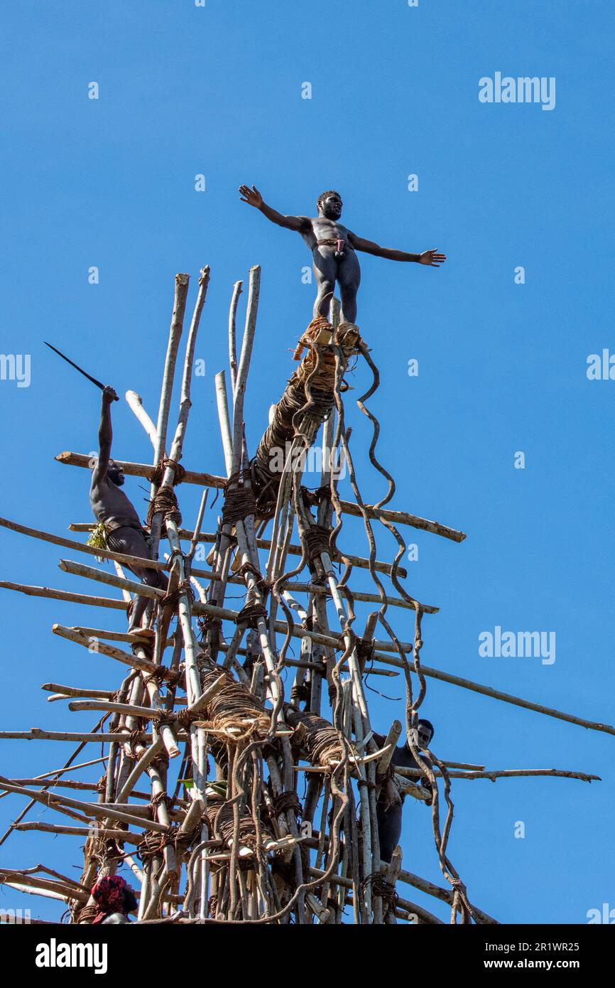 Vanuatu, Pentecost Island. Age-old ritual of land diving. Getting ready ...