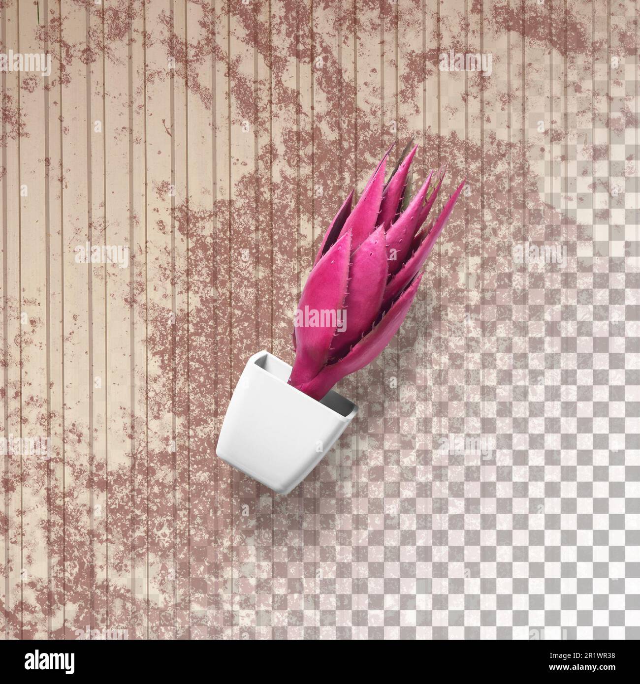 Top up view of various office desk plant isolated Stock Photo - Alamy