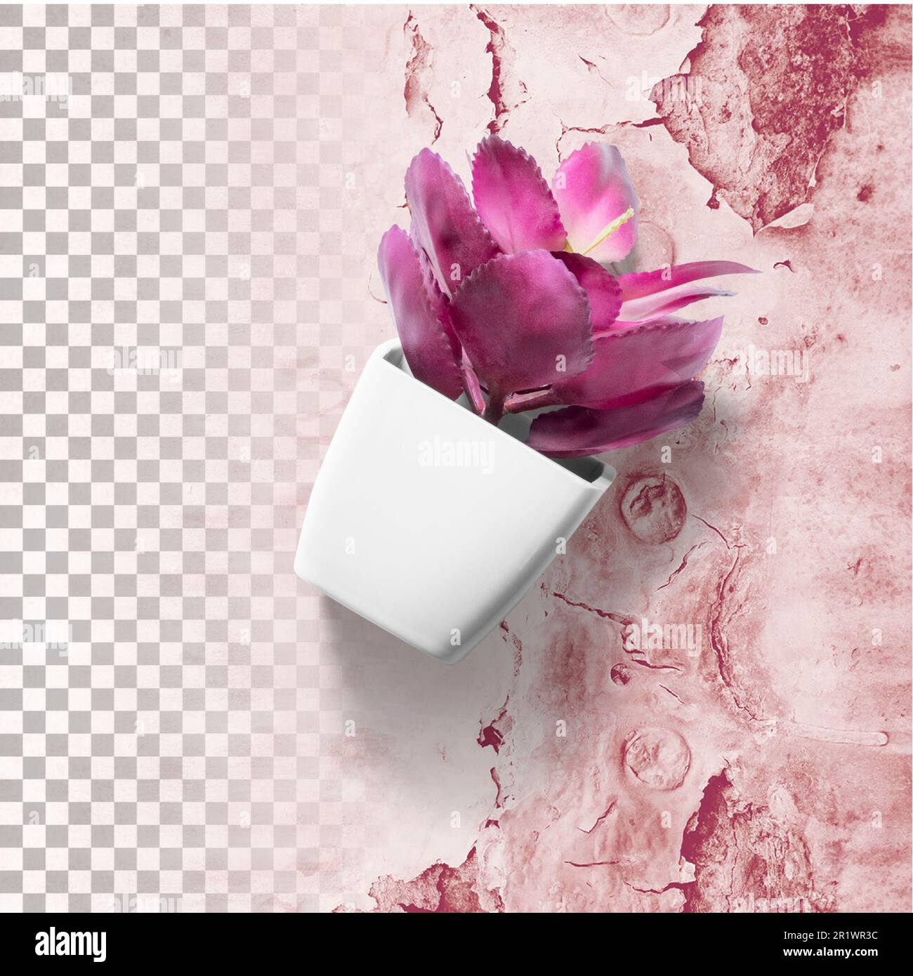 Top up view of various office desk plant isolated Stock Photo - Alamy