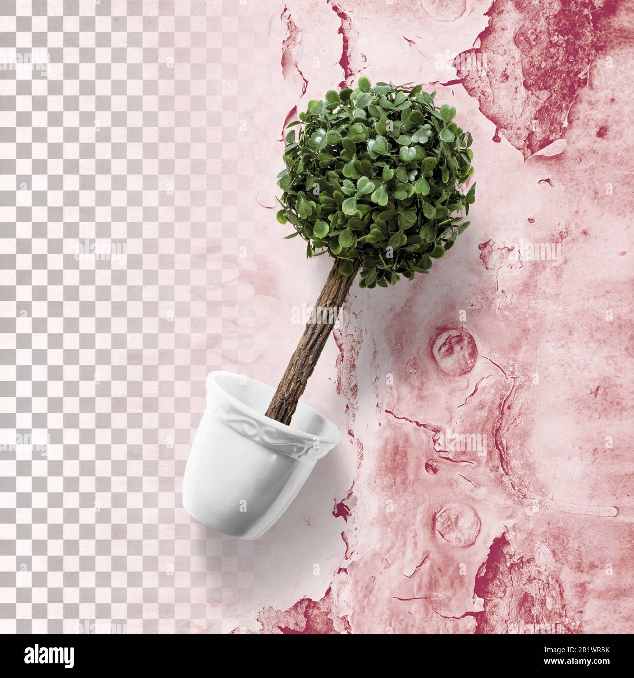 Top up view of various office desk plant isolated Stock Photo - Alamy