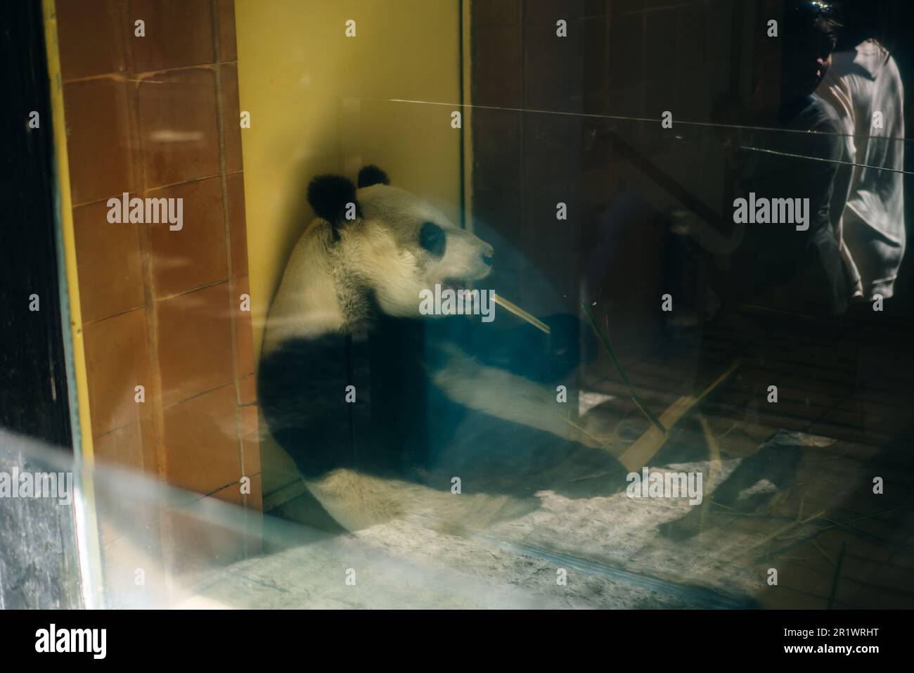 MEXICO CITY panda in zoo - Chapultepec is one of the largest city parks ...