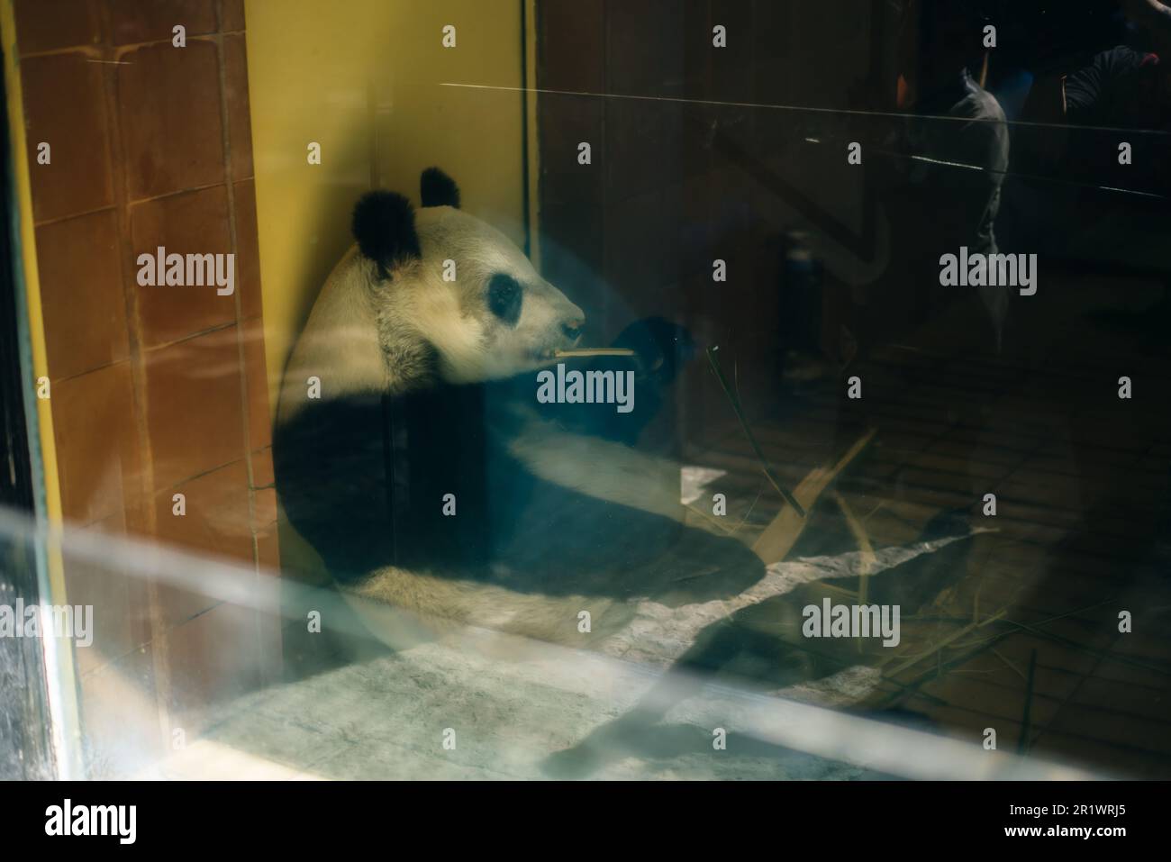 MEXICO CITY panda in zoo - Chapultepec is one of the largest city parks ...