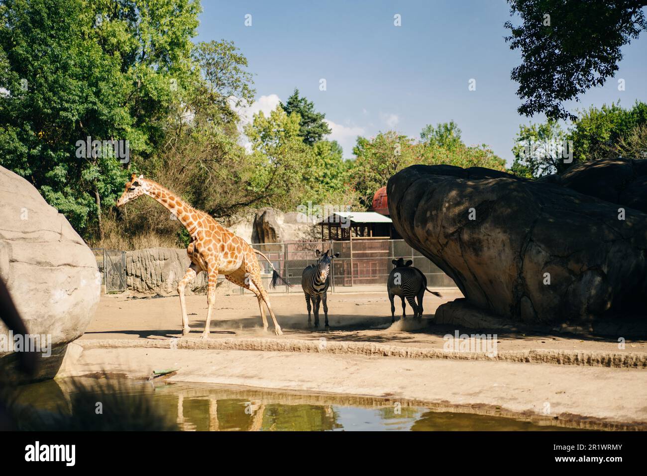Beautiful giraffe and zebra in the zoo of the capital of Mexico. High ...