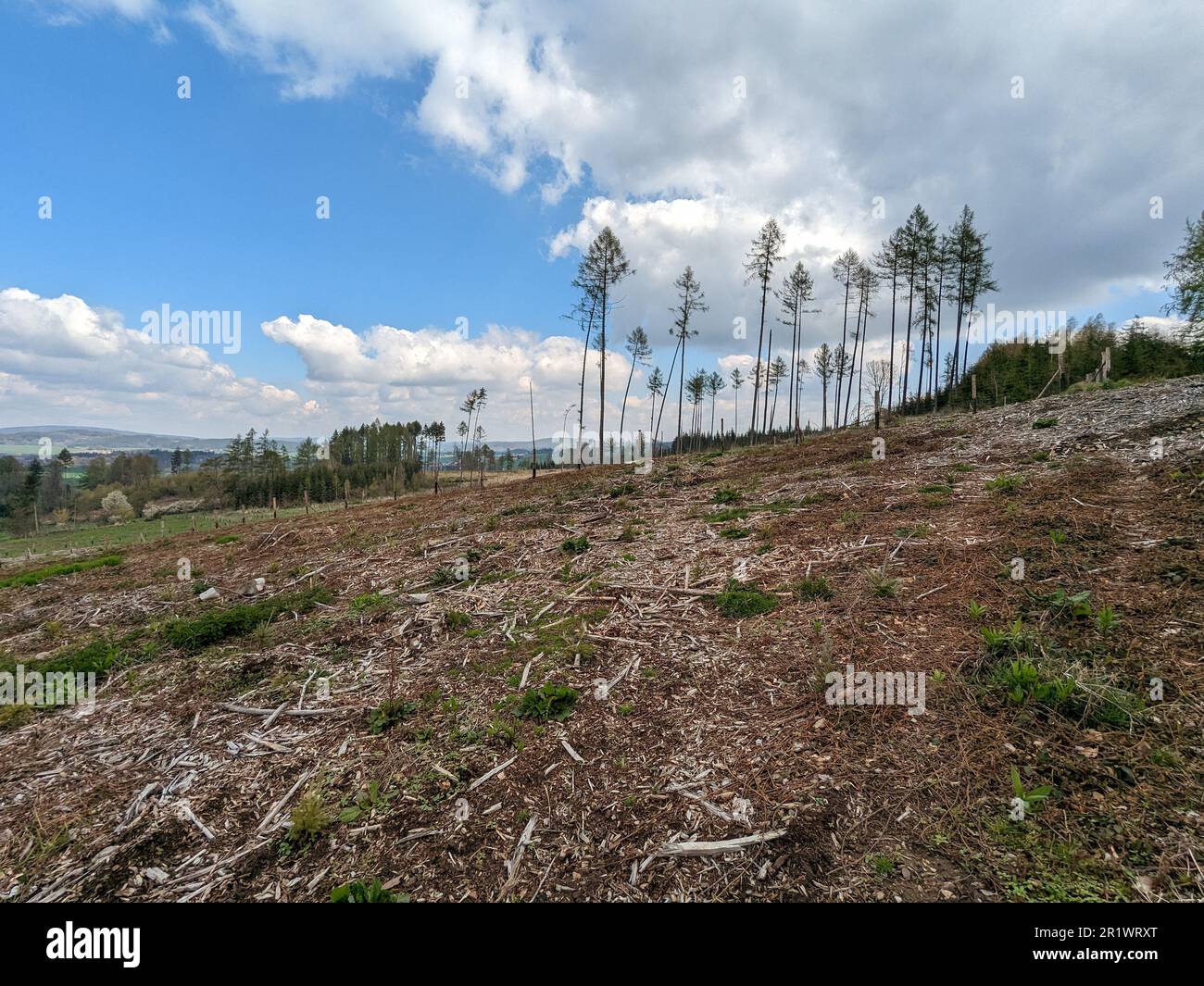 wood industry cut wood. Piles of logs. The consequences of bark beetle ...