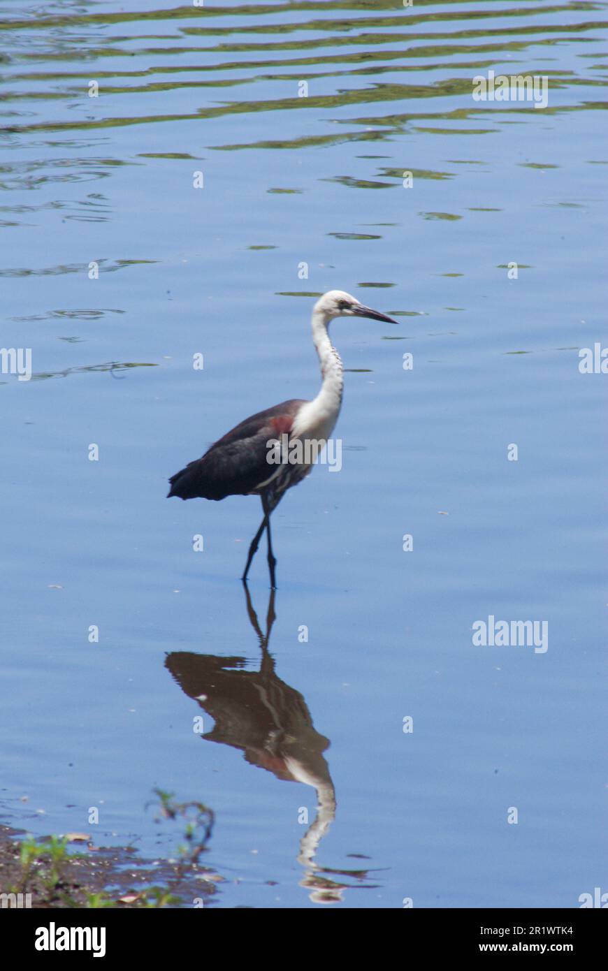 White-necked Heron, Ardea pacifica Stock Photo - Alamy
