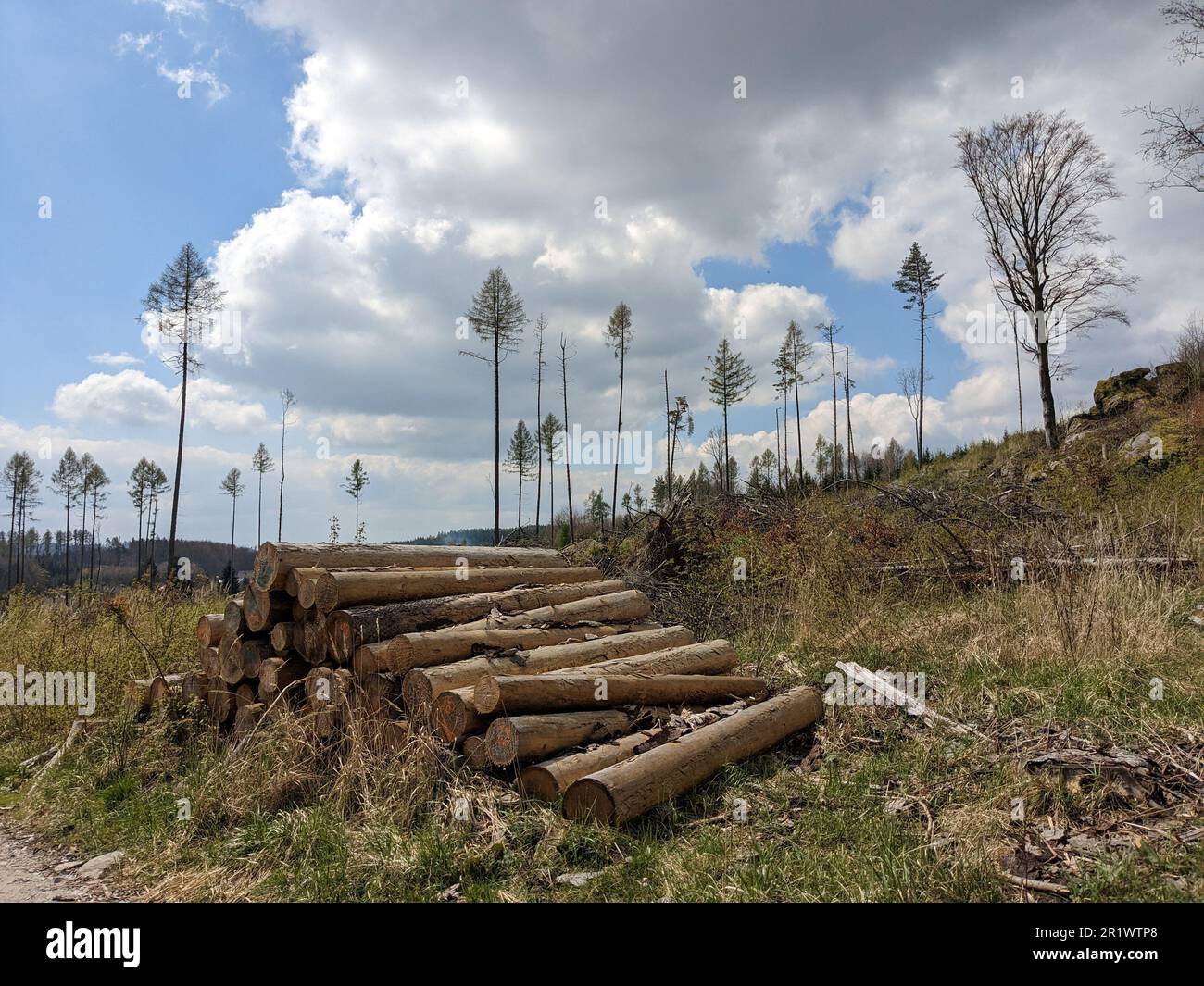 wood industry cut wood. Piles of logs. The consequences of bark beetle calamity in Czech ...