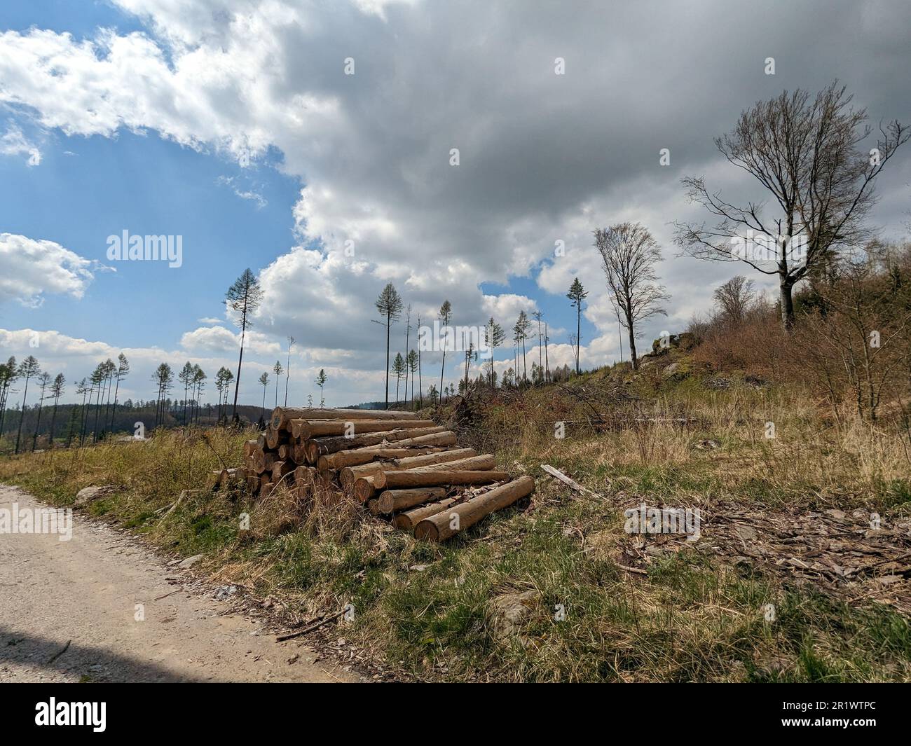 wood industry cut wood. Piles of logs. The consequences of bark beetle calamity in Czech ...