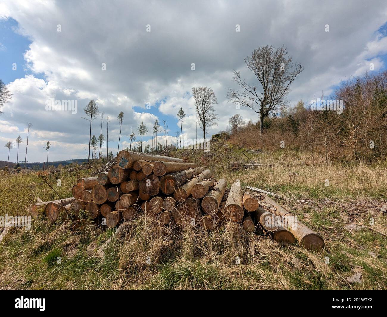 wood industry cut wood. Piles of logs. The consequences of bark beetle calamity in Czech ...
