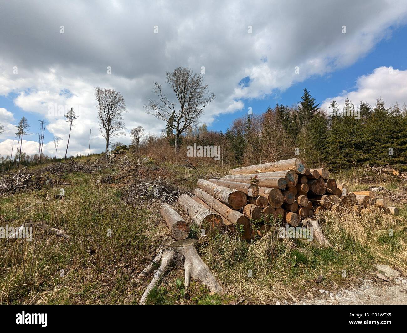 wood industry cut wood. Piles of logs. The consequences of bark beetle calamity in Czech ...