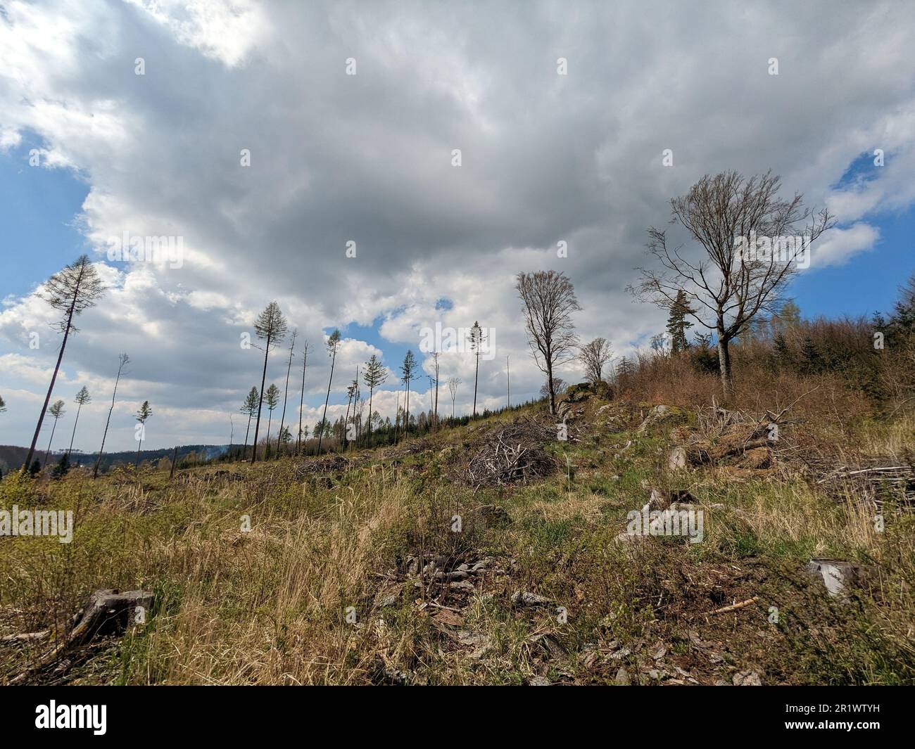 wood industry cut wood. Piles of logs. The consequences of bark beetle ...