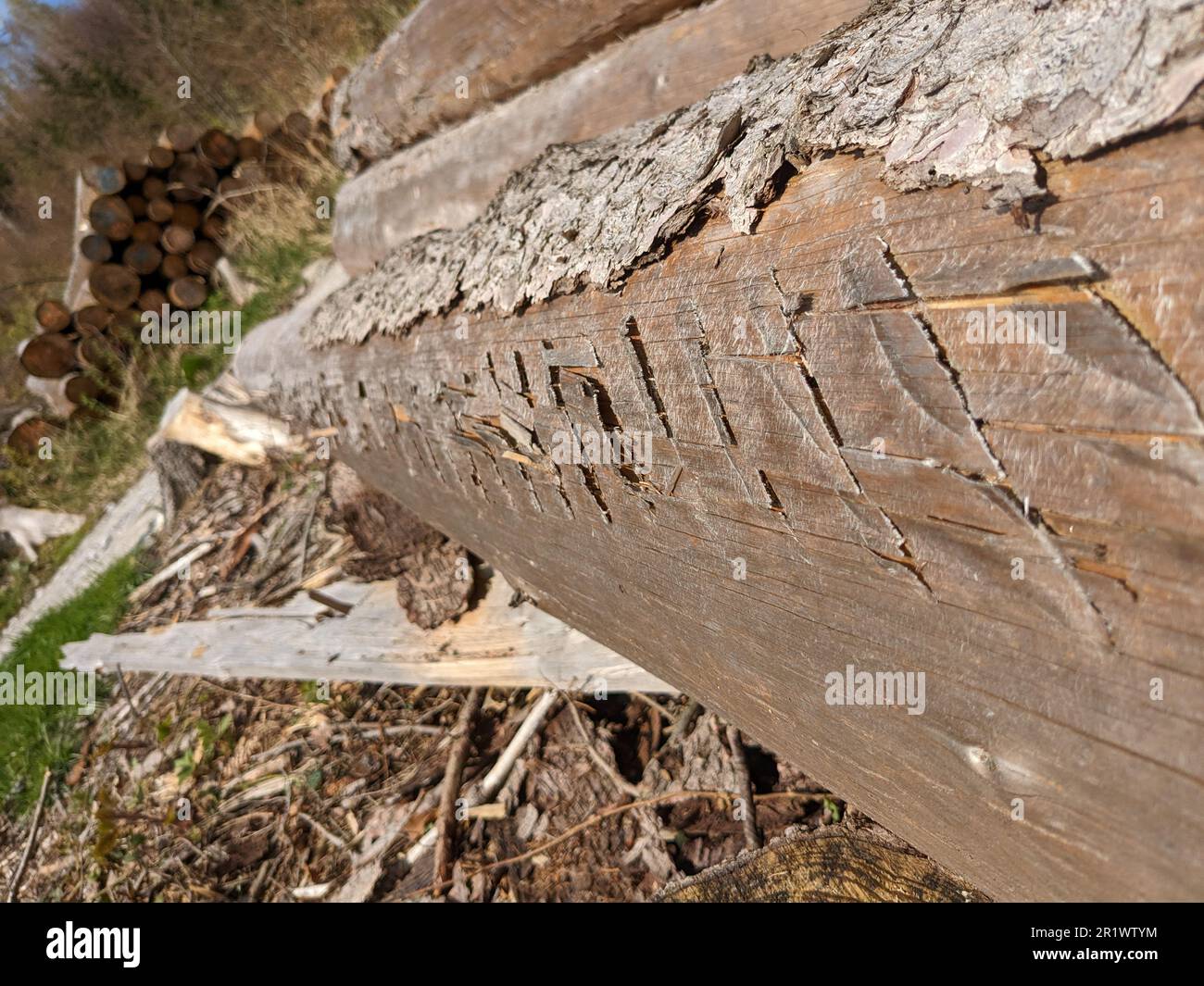 wood industry cut wood. Piles of logs. The consequences of bark beetle ...