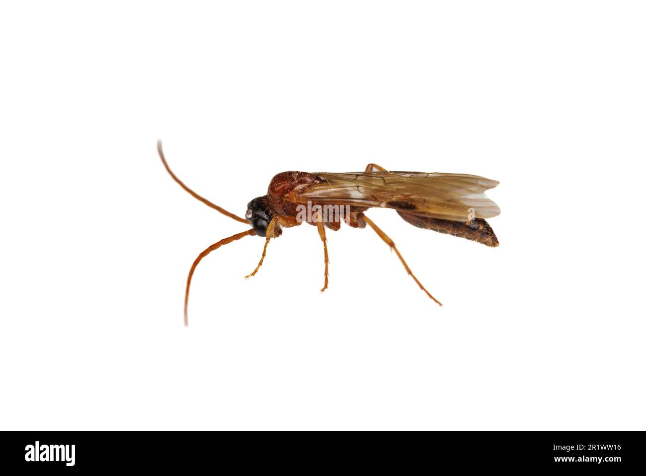 Tiphiid Wasp (Brachycistis sp.), isolated on white background Stock ...