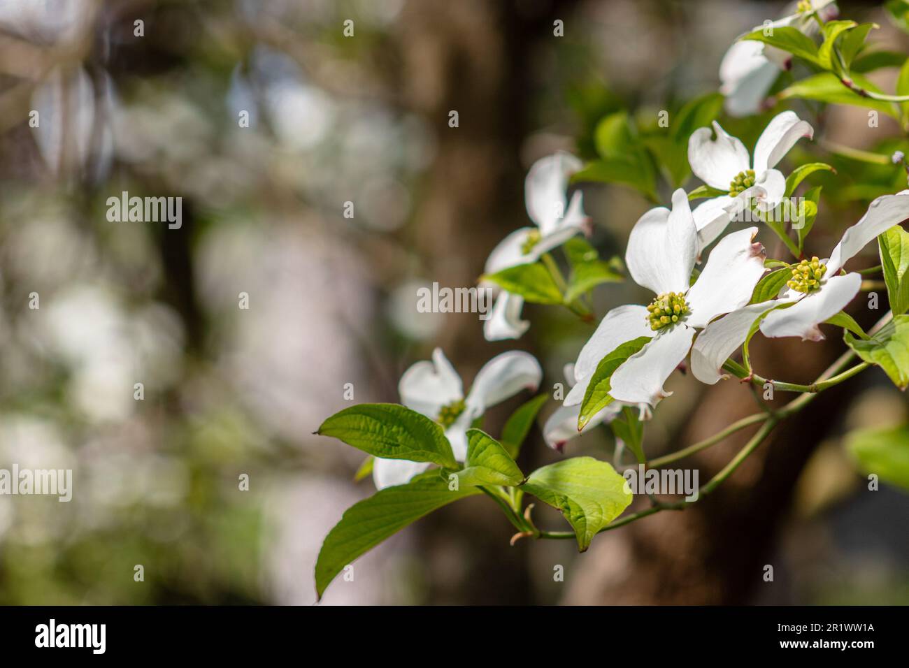 Cornus florida, the flowering dogwood, is a species of flowering tree ...