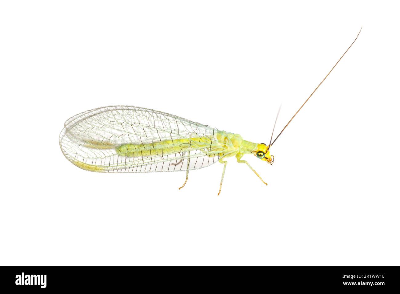 Typical Green Lacewing (Chrysopini), isolated on white background Stock ...