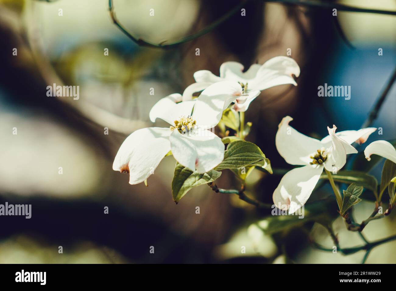 Cornus florida, the flowering dogwood, is a species of flowering tree ...
