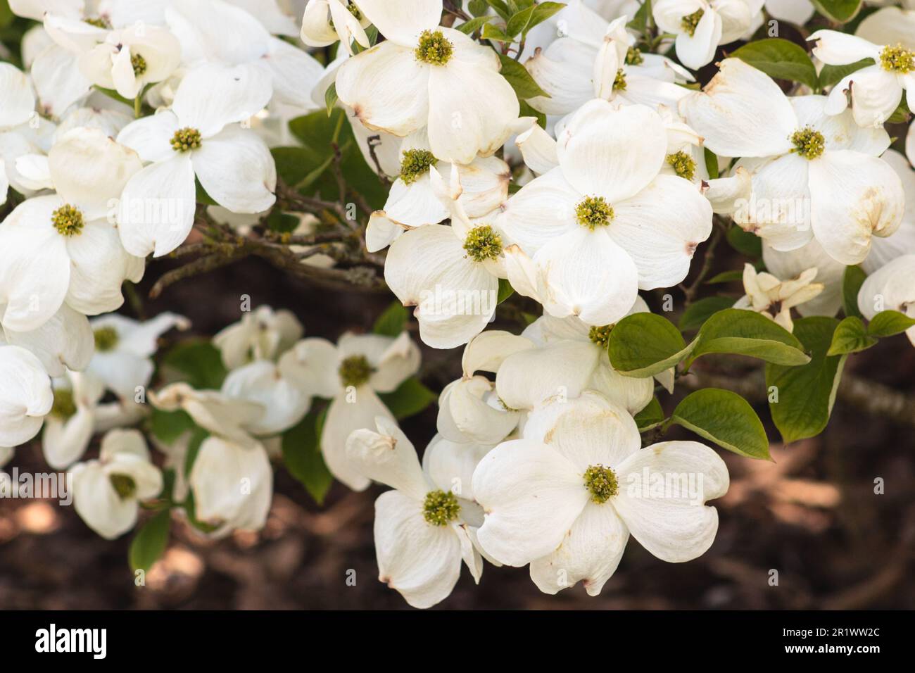 Dogwood family hi-res stock photography and images - Alamy