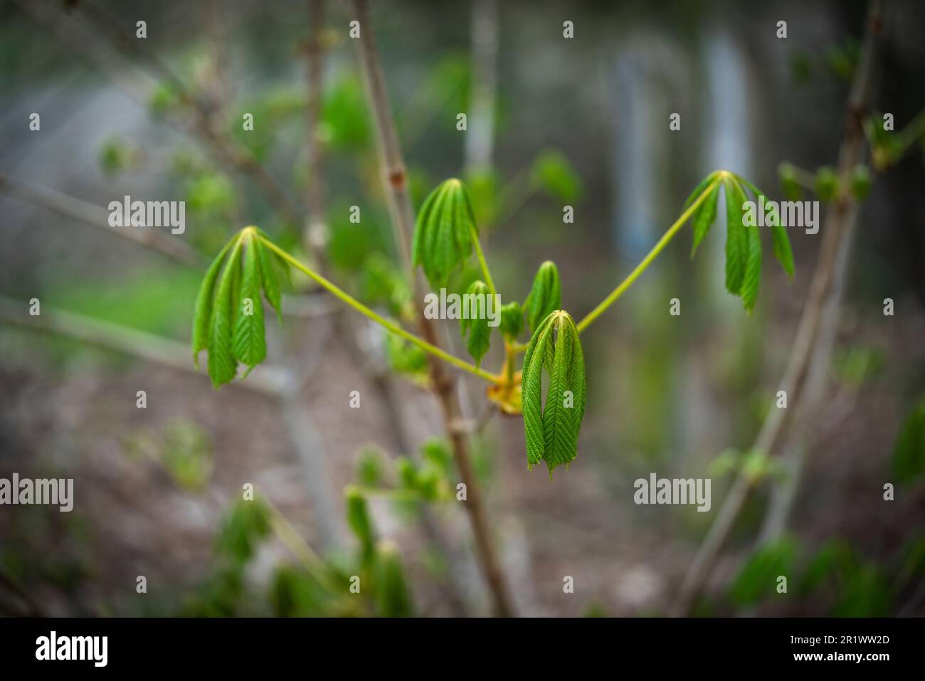 Emerging leaves of a young horse chestnut tree bud (Aesculus ...